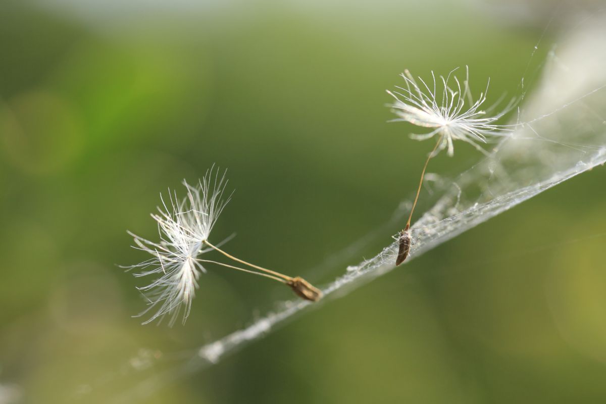 捕らわれの身 | GANREF