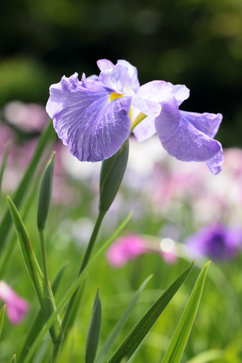 たおやかに | GANREF