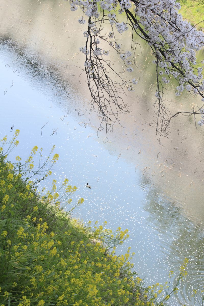 春色に染まる | GANREF