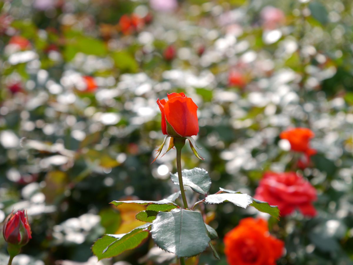 ｸﾞﾘﾝﾊﾟｰｸ006 | GANREF