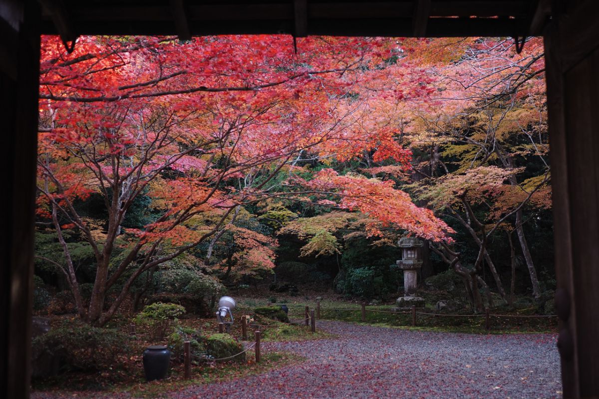 The autumn gate | GANREF