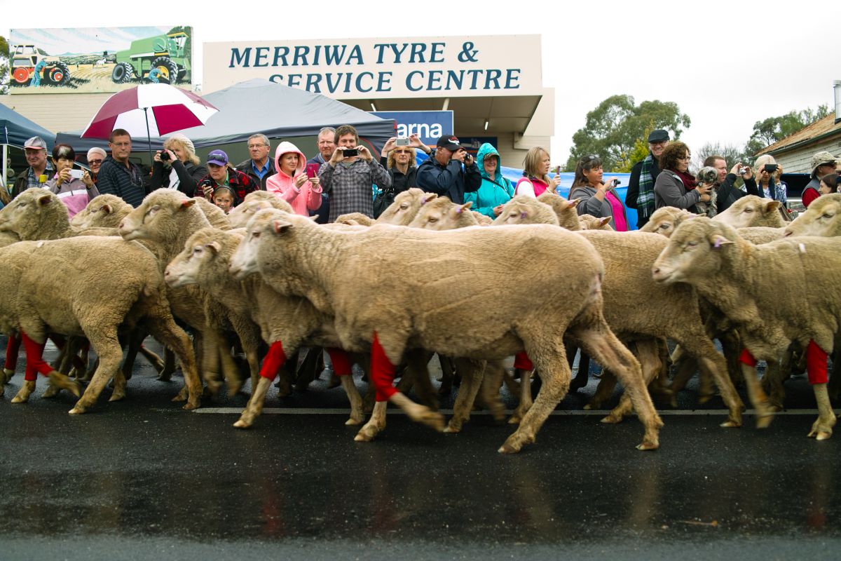 Marching Sheep | GANREF