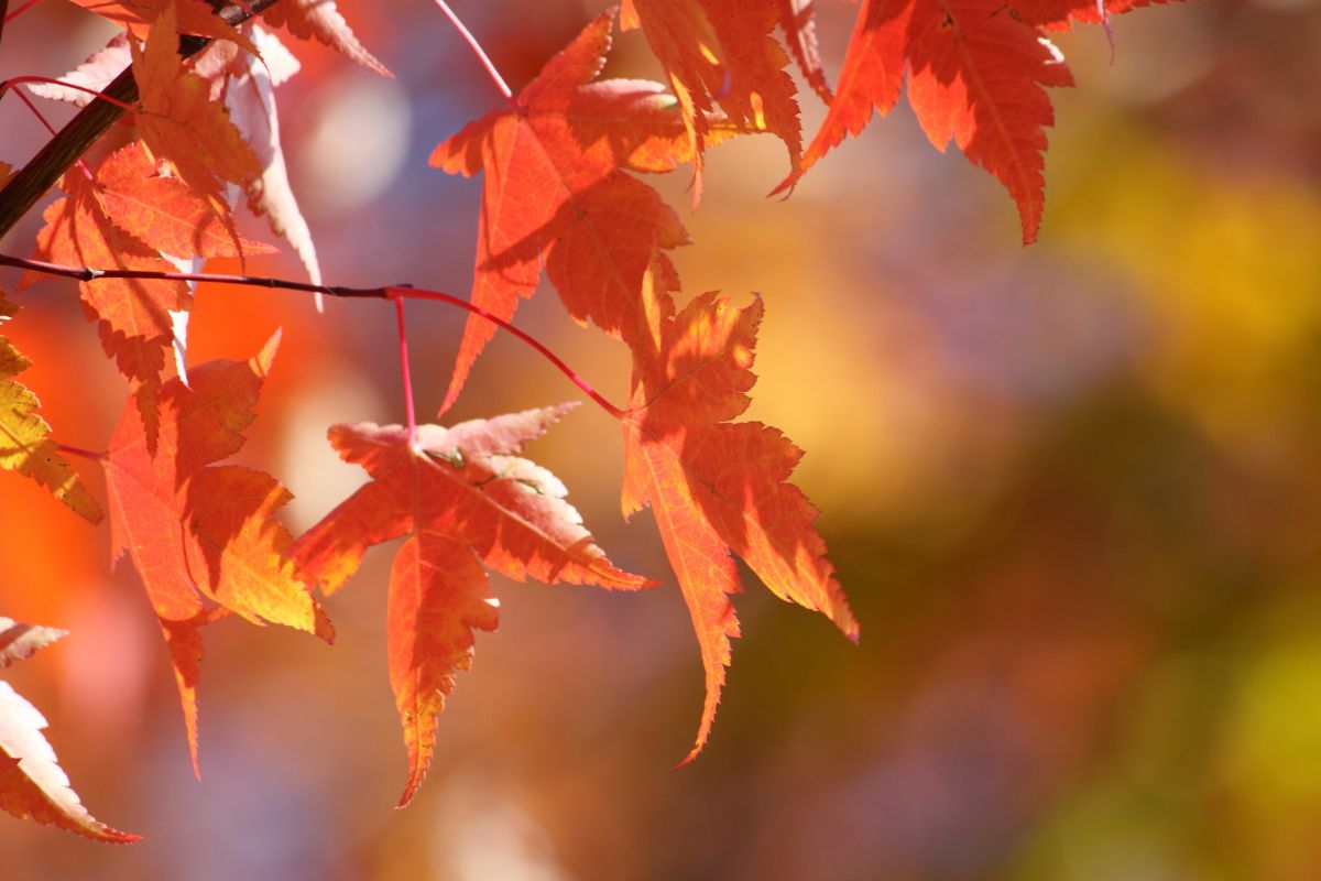 AUTUMN JEWEL | GANREF