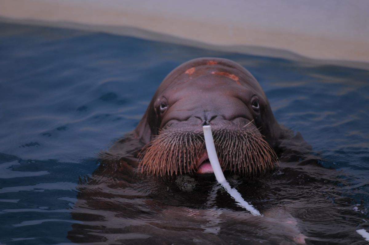 I'm lovin’ it ! | GANREF