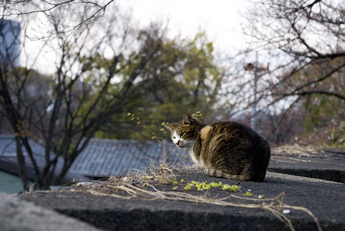 まったり～な | GANREF