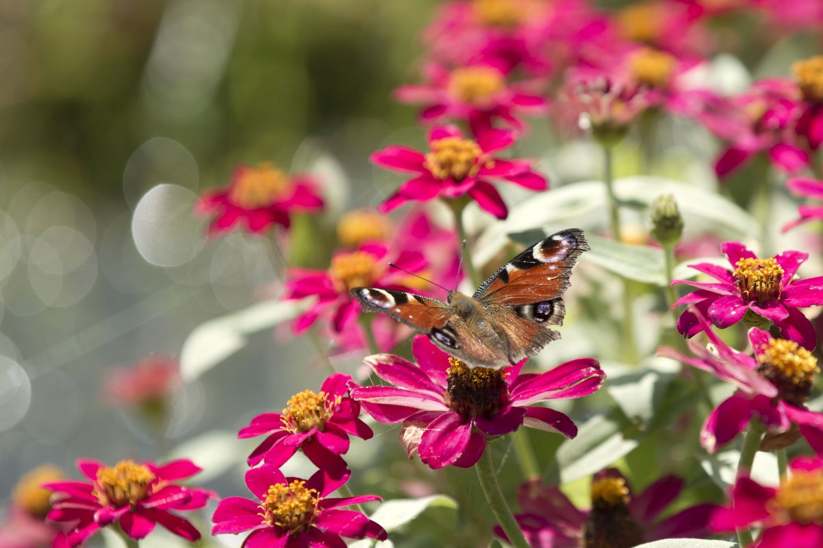 クジャクチョウ | GANREF