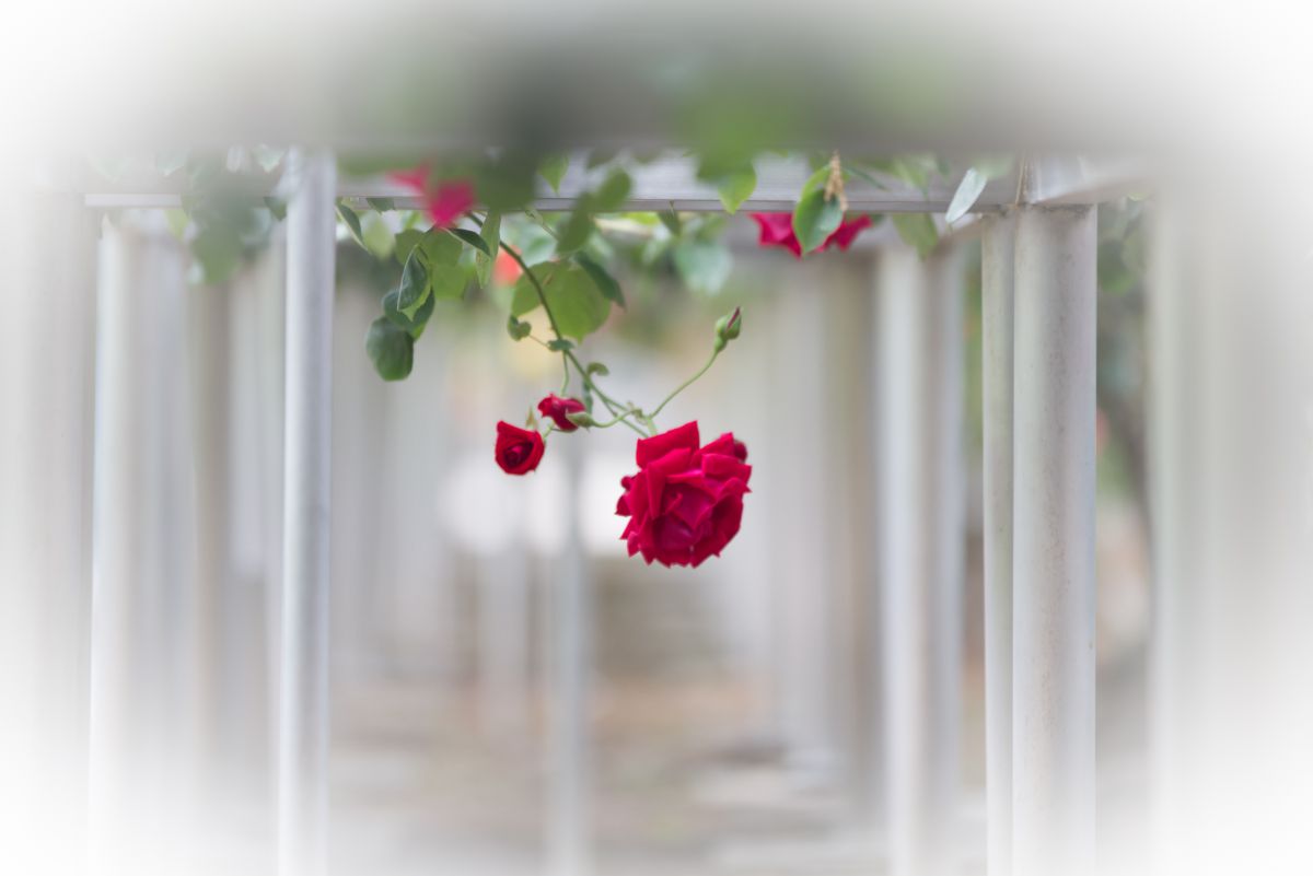 under the stage | GANREF