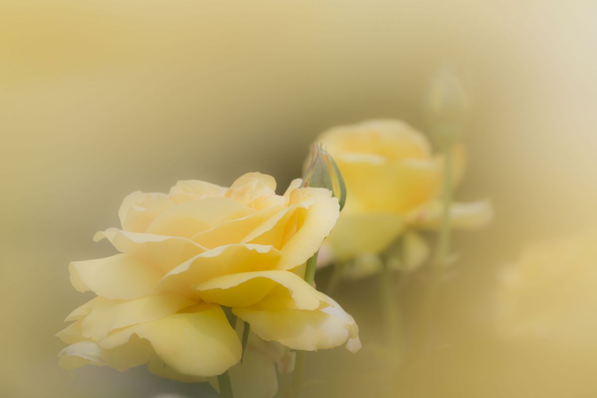 Yellow Memory | GANREF