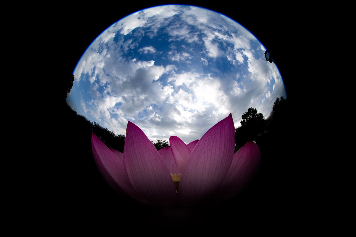 Earth with lotus | GANREF