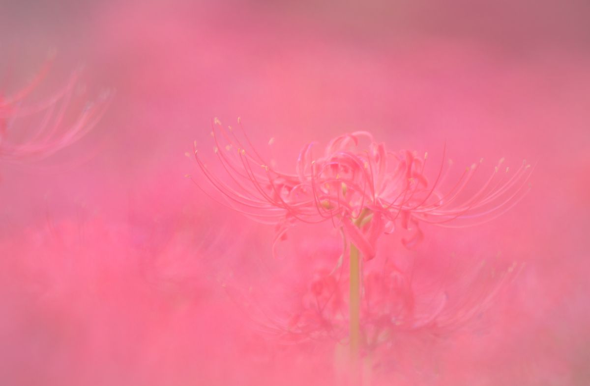 higanbana 3 | GANREF