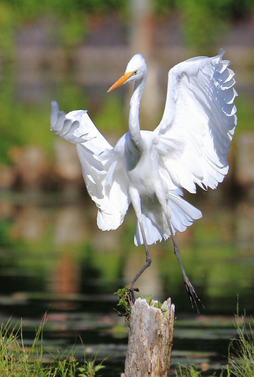 Let's Dance! | GANREF