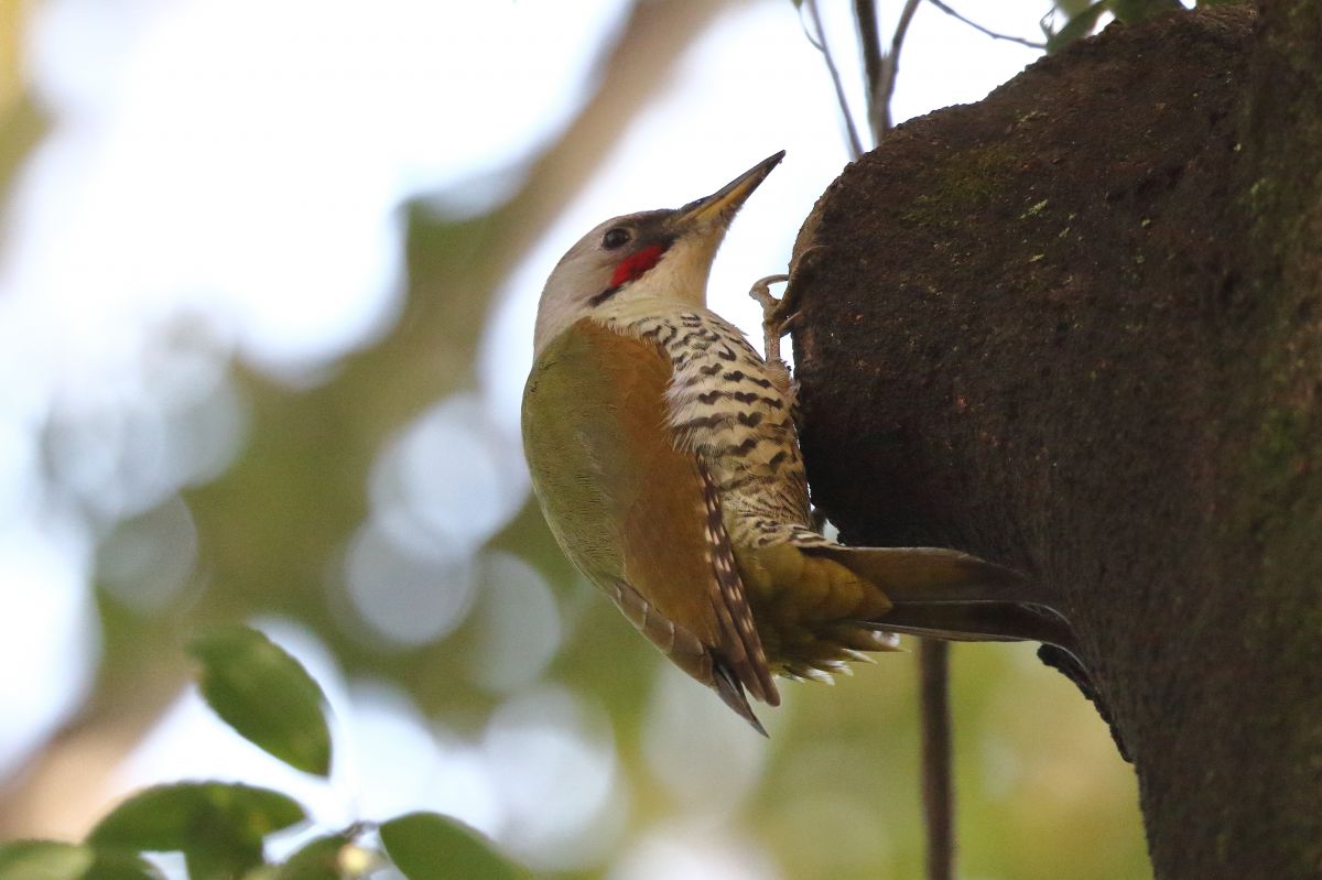 Free Climbing | GANREF