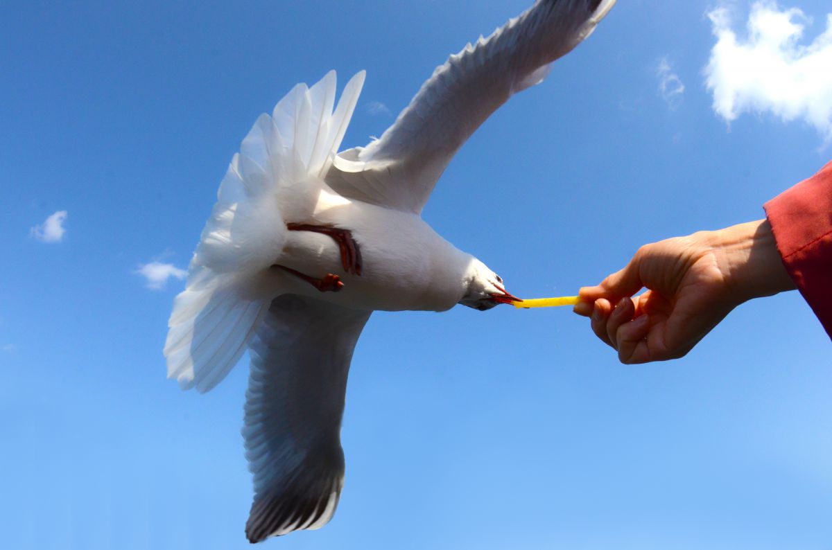 Nice catch! | GANREF