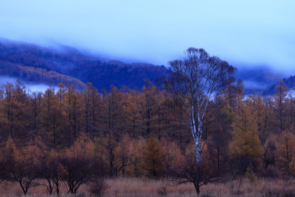 貴婦人 小田代ヶ原の夜明け | GANREF