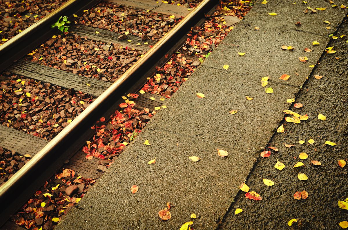 秋深まる | GANREF