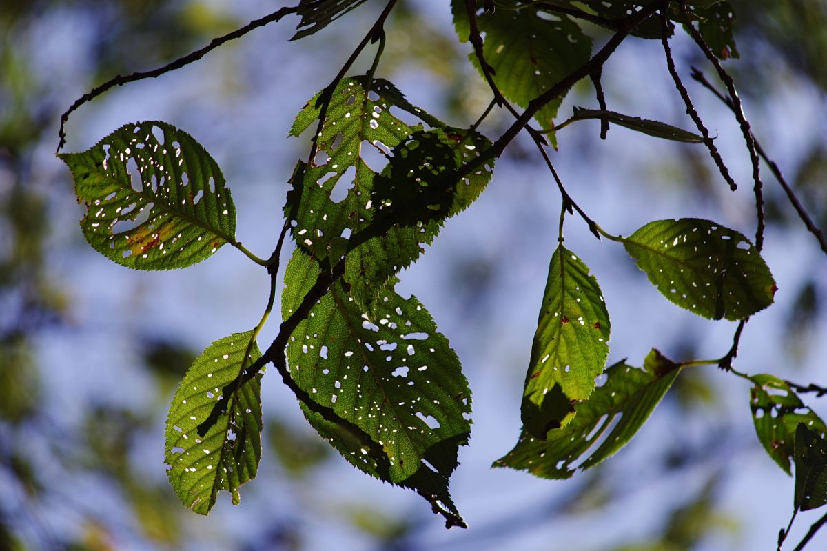 Story of the leaf | GANREF