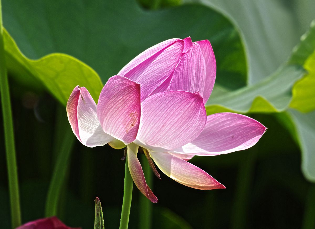 Lotus Bloom | GANREF