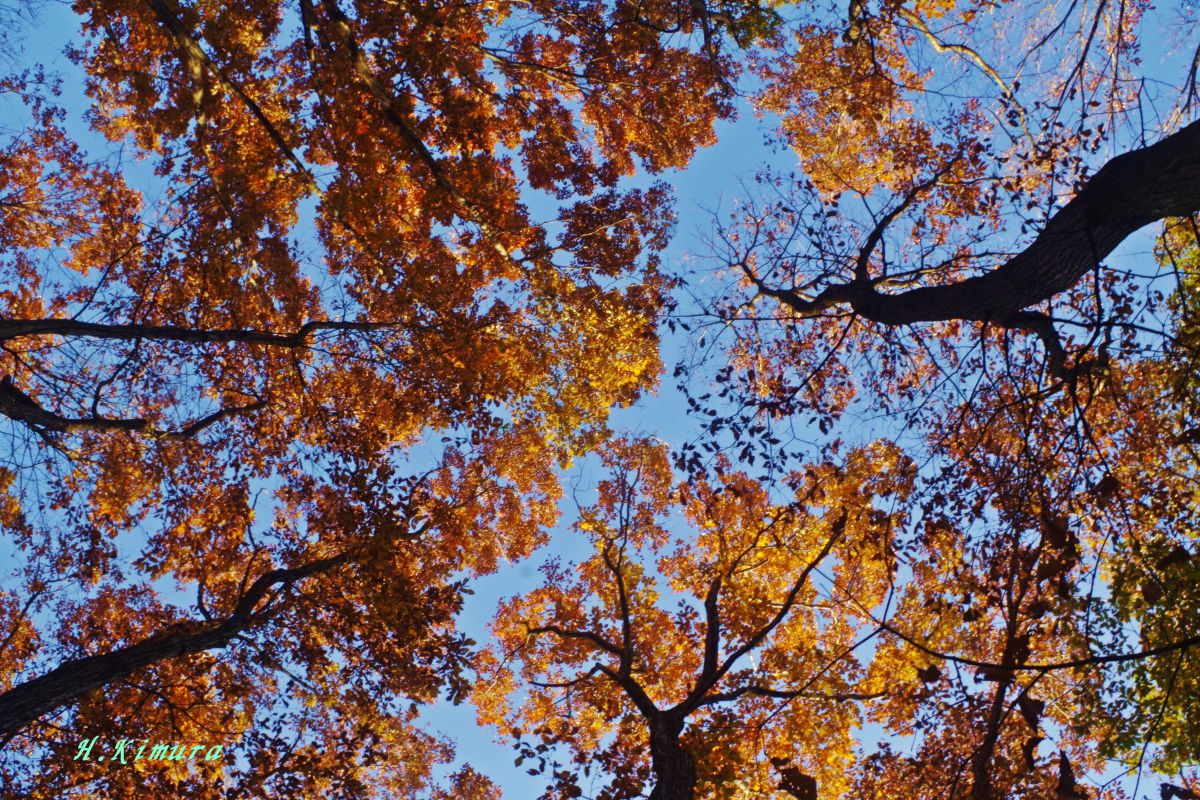 青空樹景 | GANREF