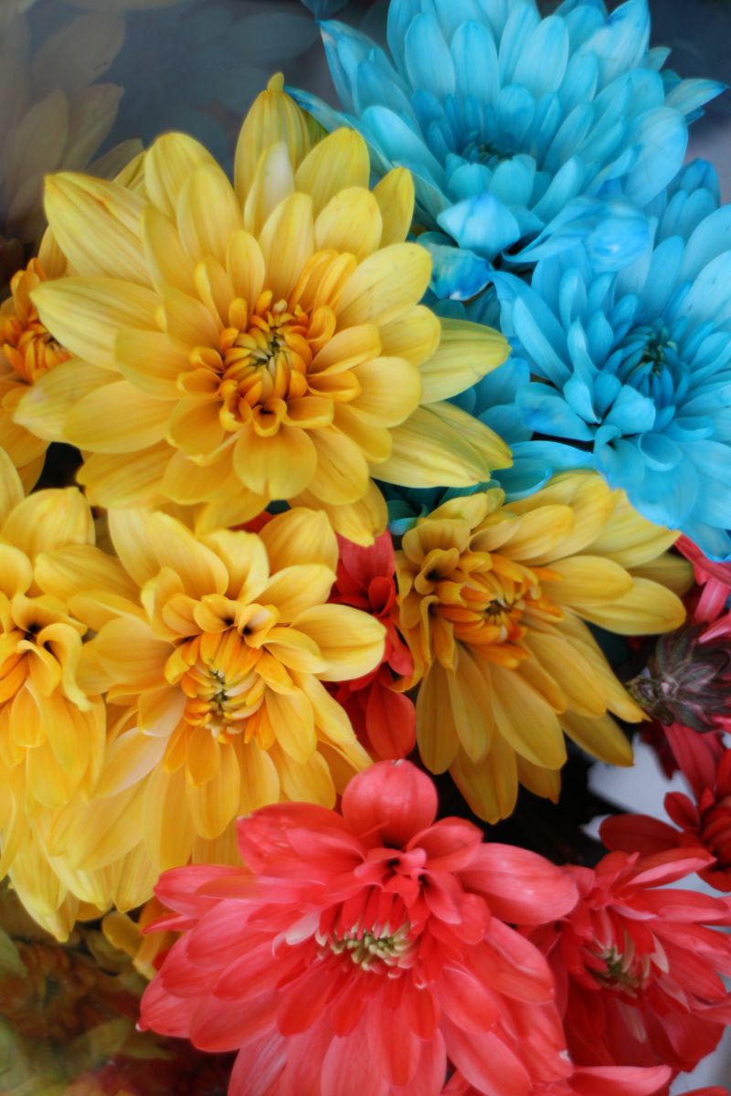 Beautiful flowers | GANREF