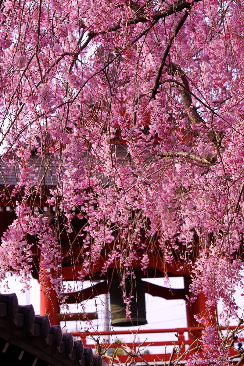 Weeping cherry tree | GANREF