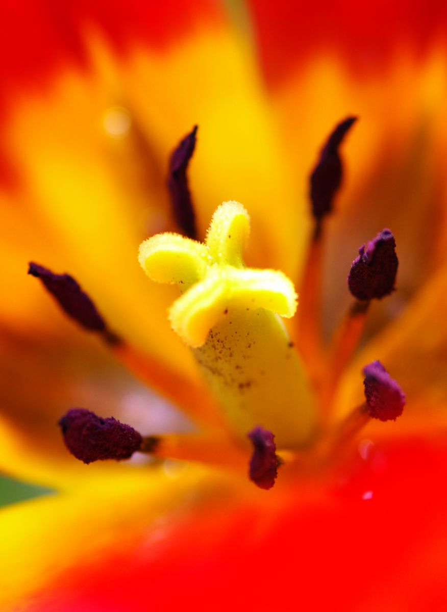 Center of a flower | GANREF