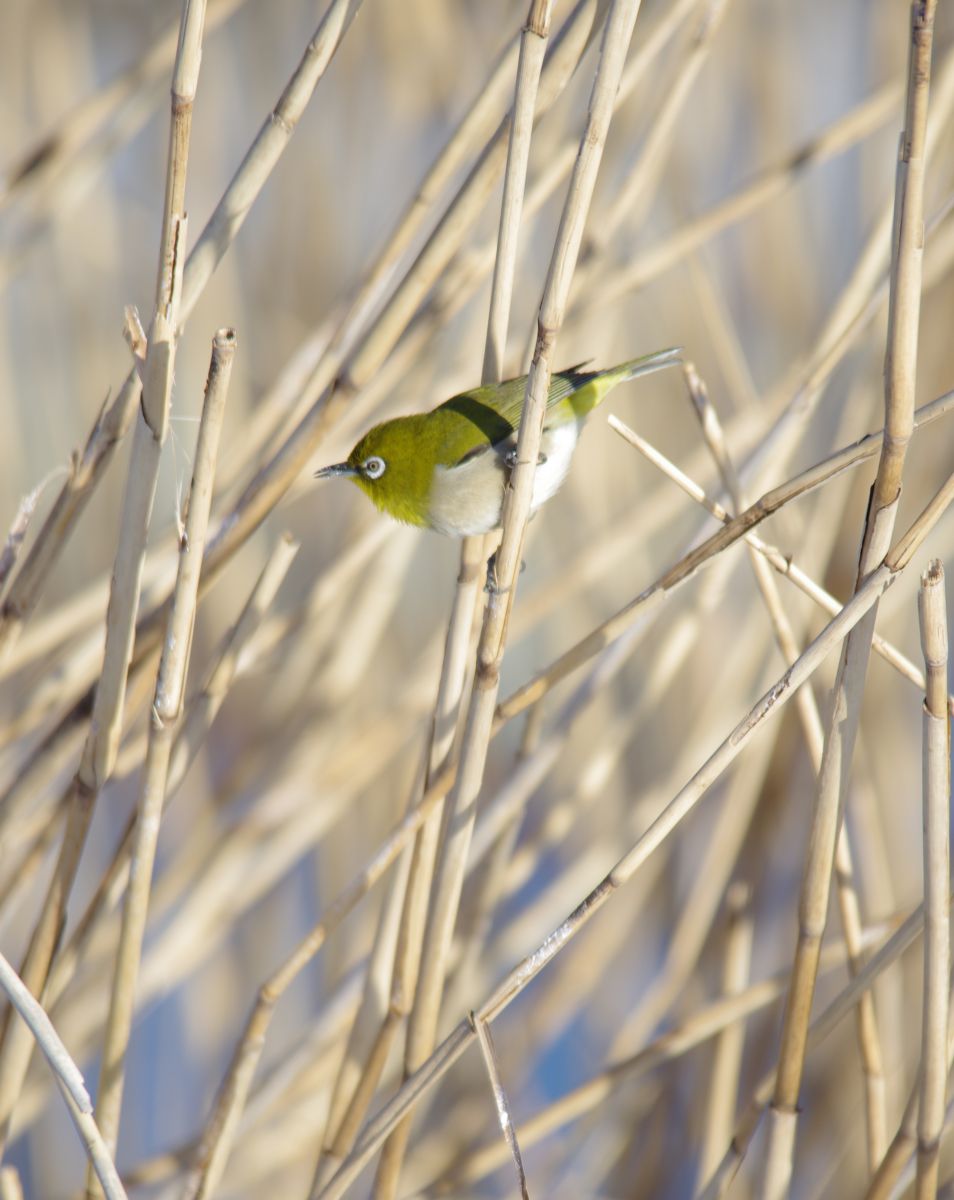 White-eye | GANREF