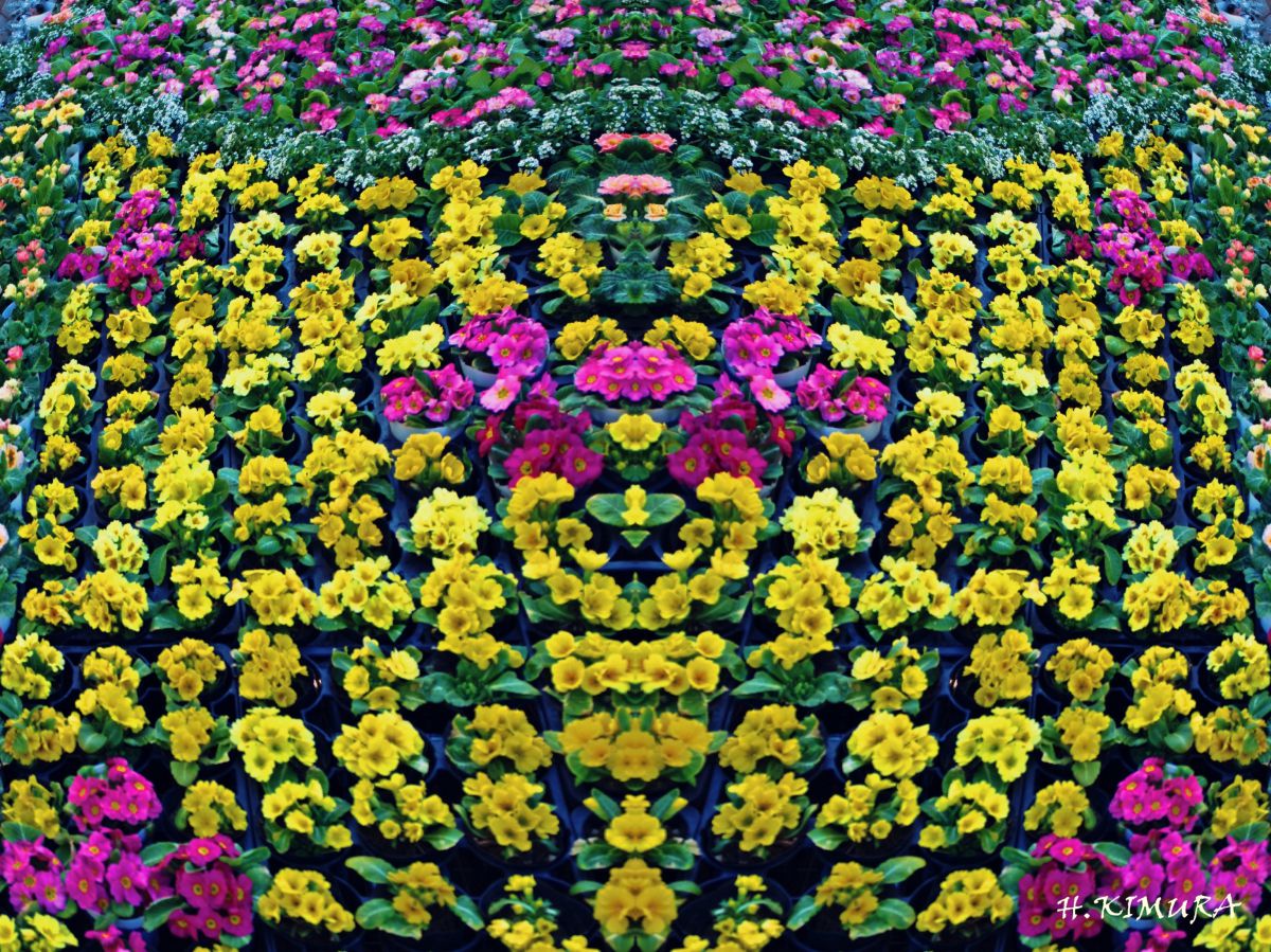 A lovely flower group Ⅰ | GANREF