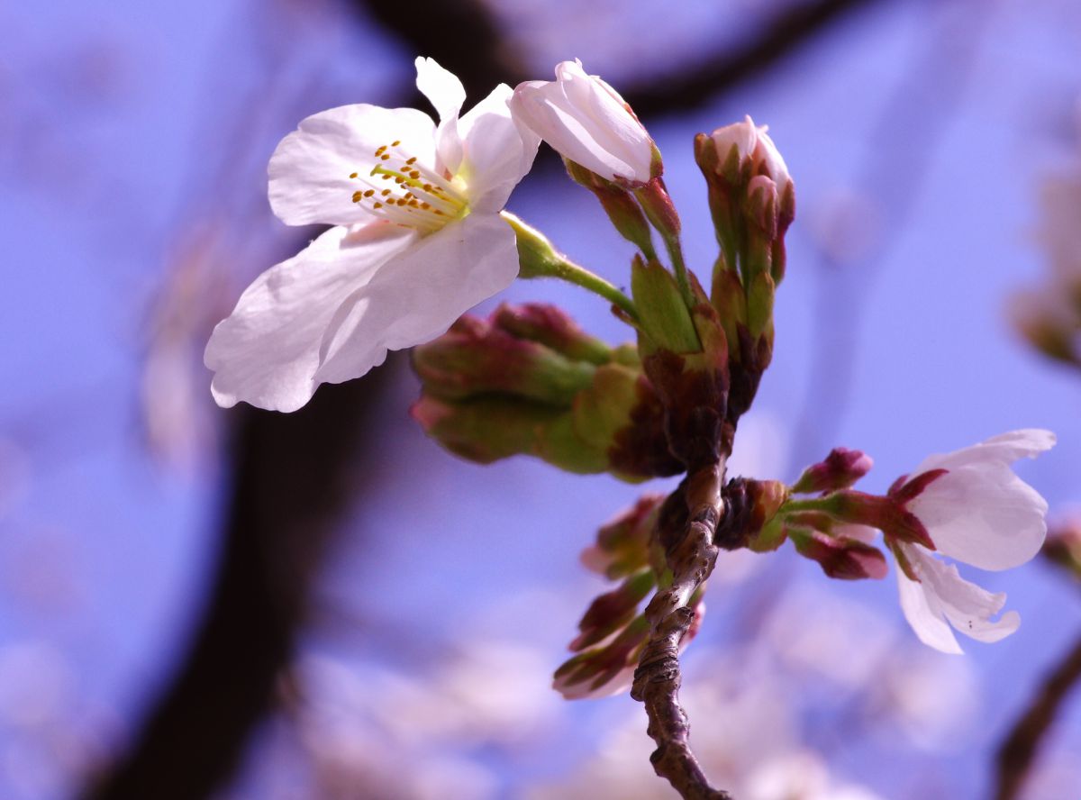 A cherry tree shakes | GANREF
