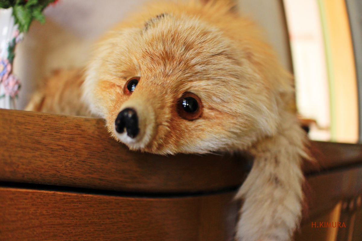 Eyes of the fox | GANREF