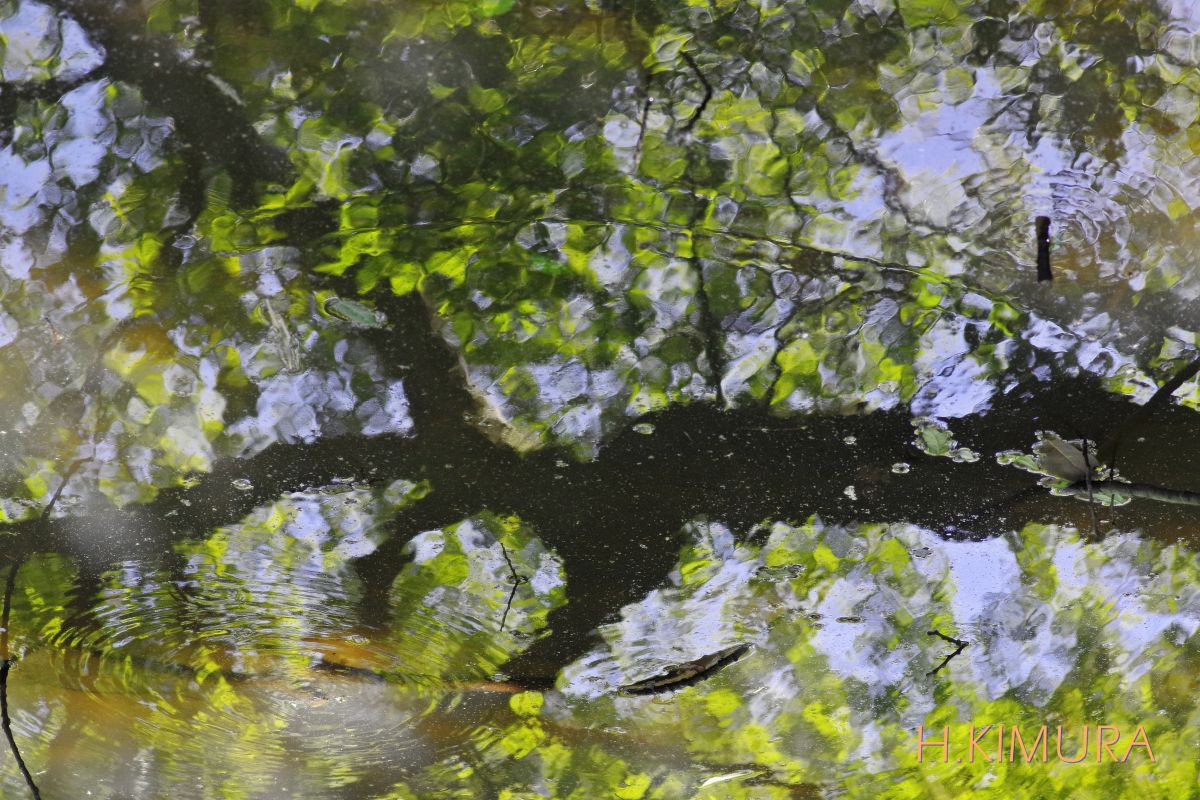 The tree which is reflected in the pond. | GANREF