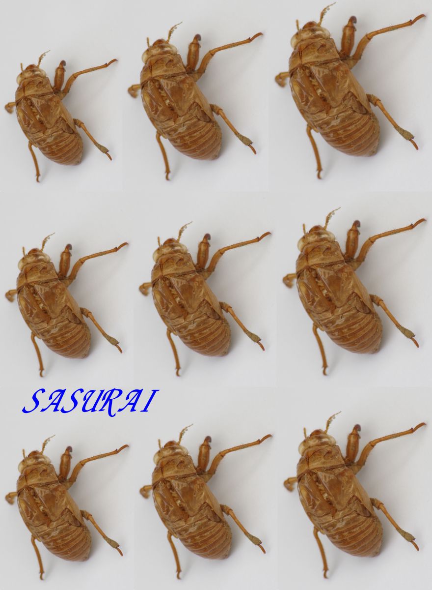 Cicada shell | GANREF