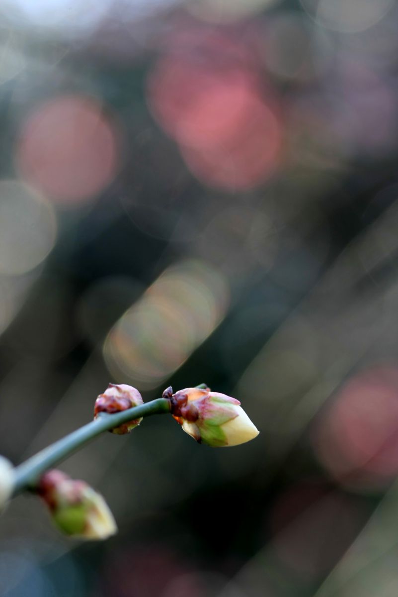 梅のつぼみ | GANREF