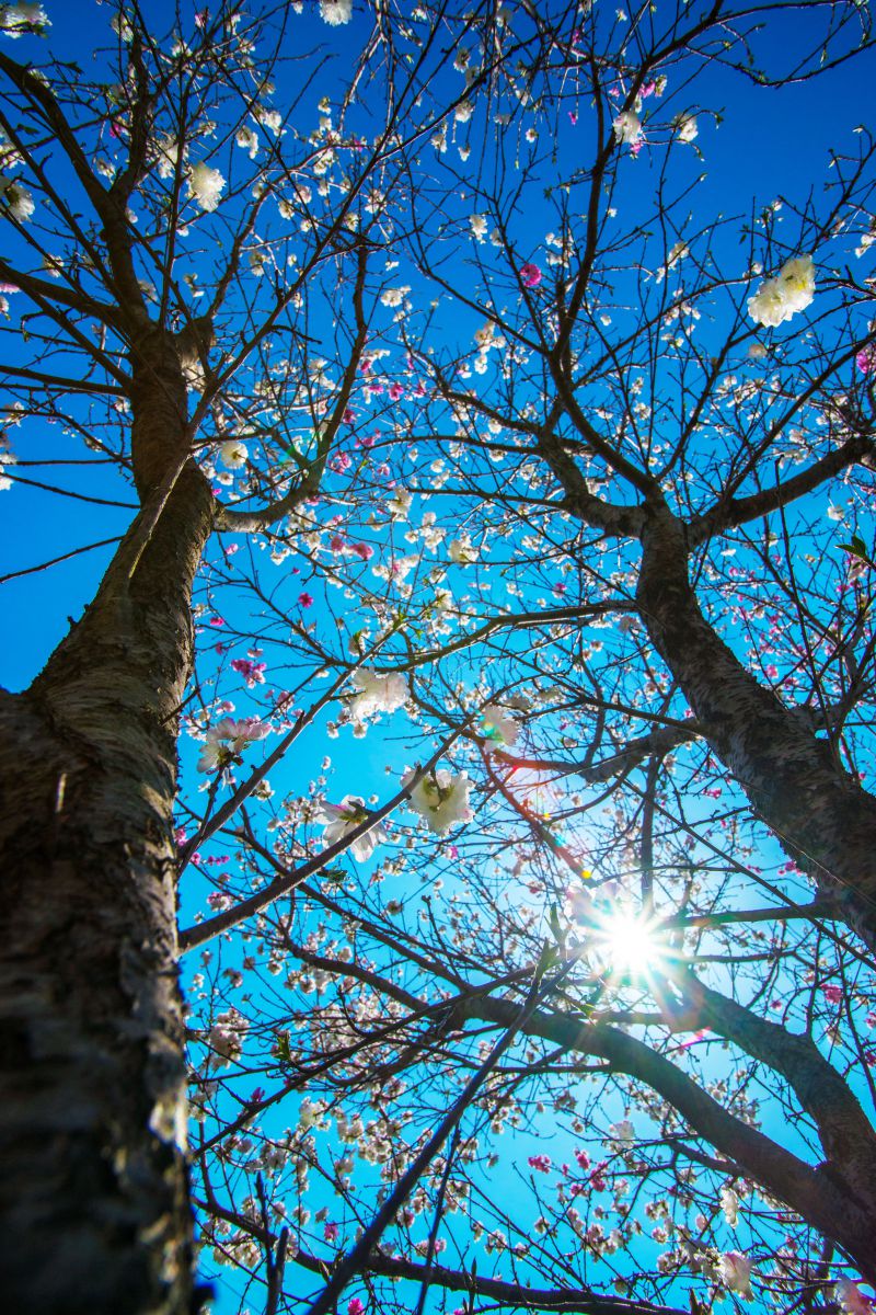 Peach Blossom | GANREF