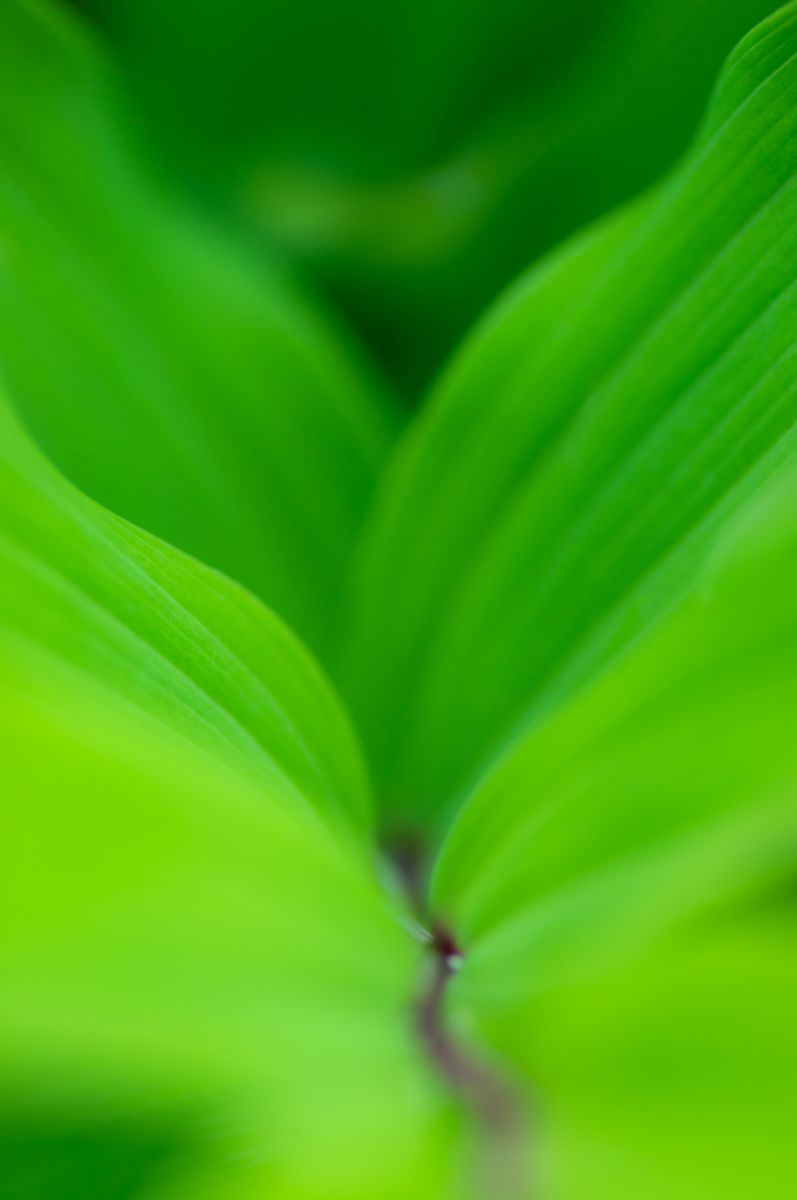 Green Gradation | GANREF