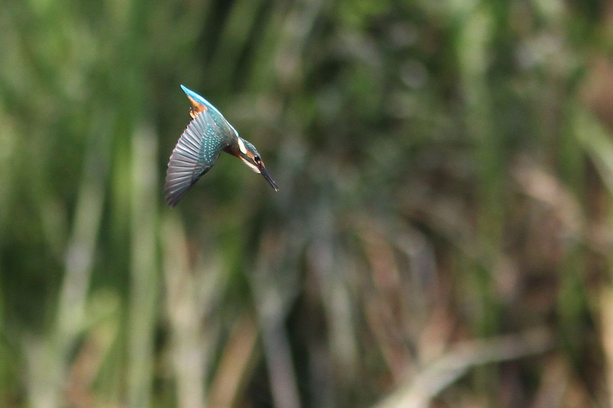 いくぜ_36 | GANREF