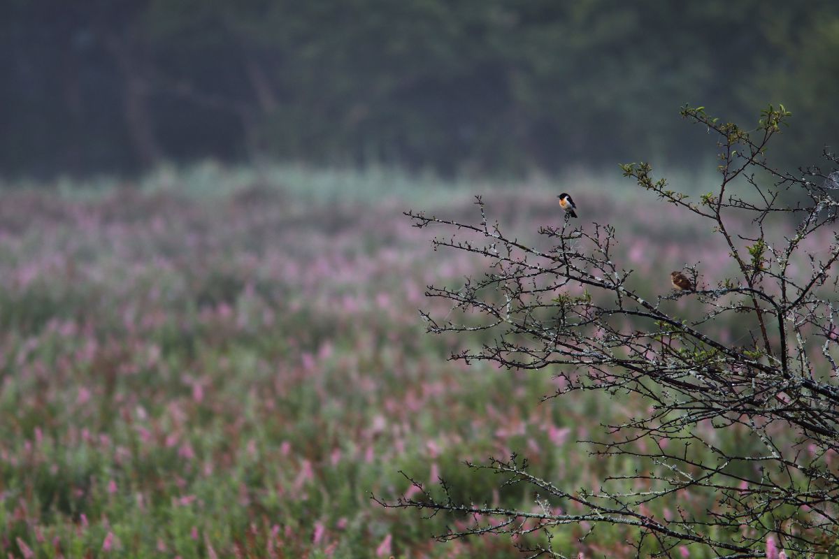 ノビタキ親子 | GANREF