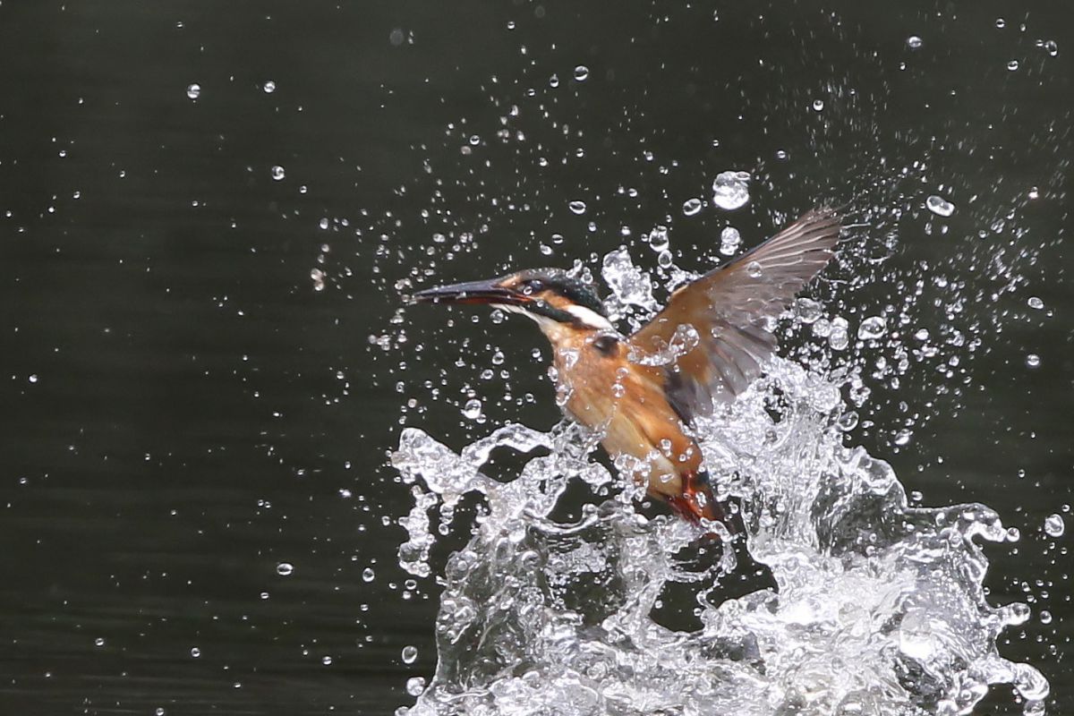 とったど～93^^ | GANREF