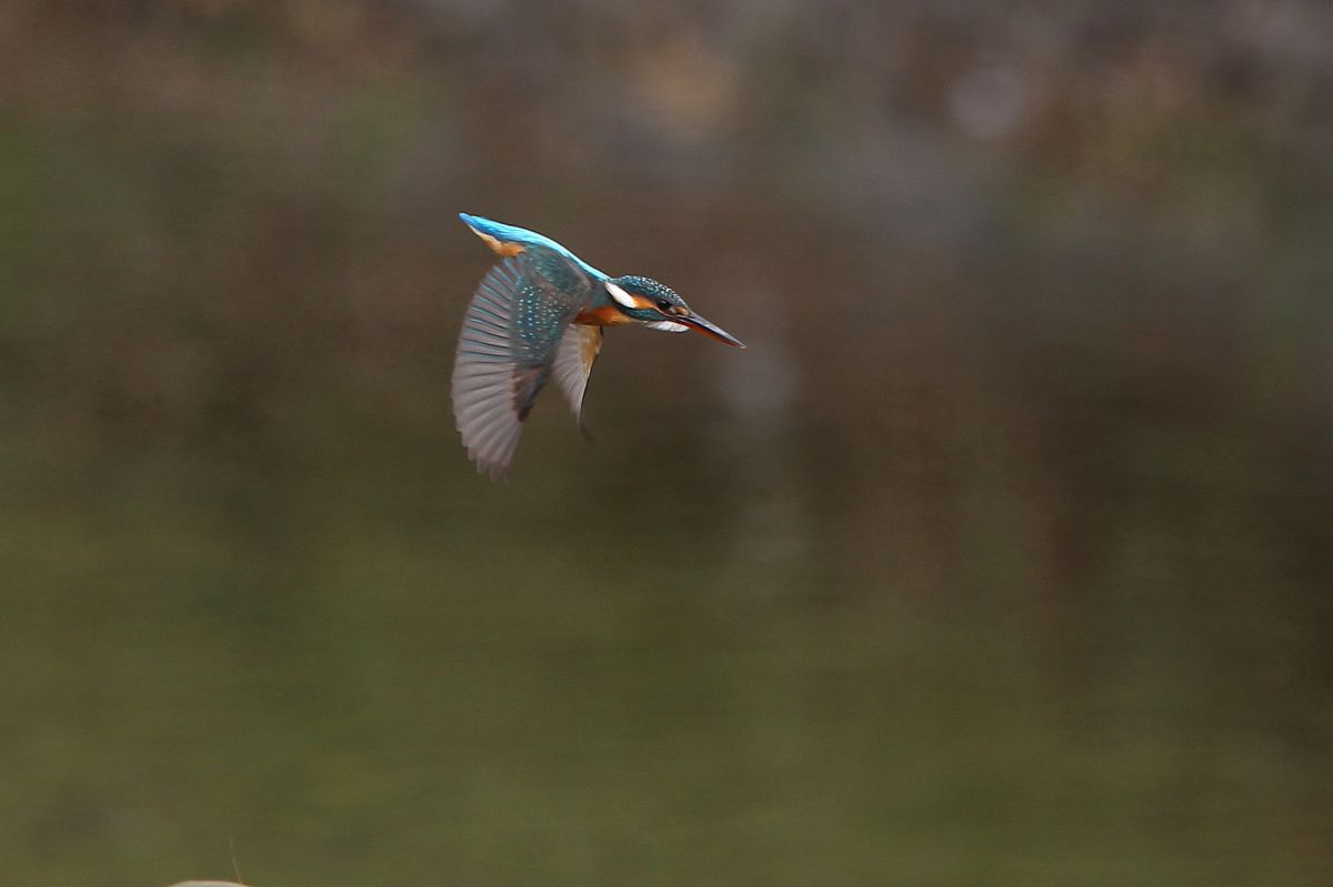 いくぜ_38 | GANREF