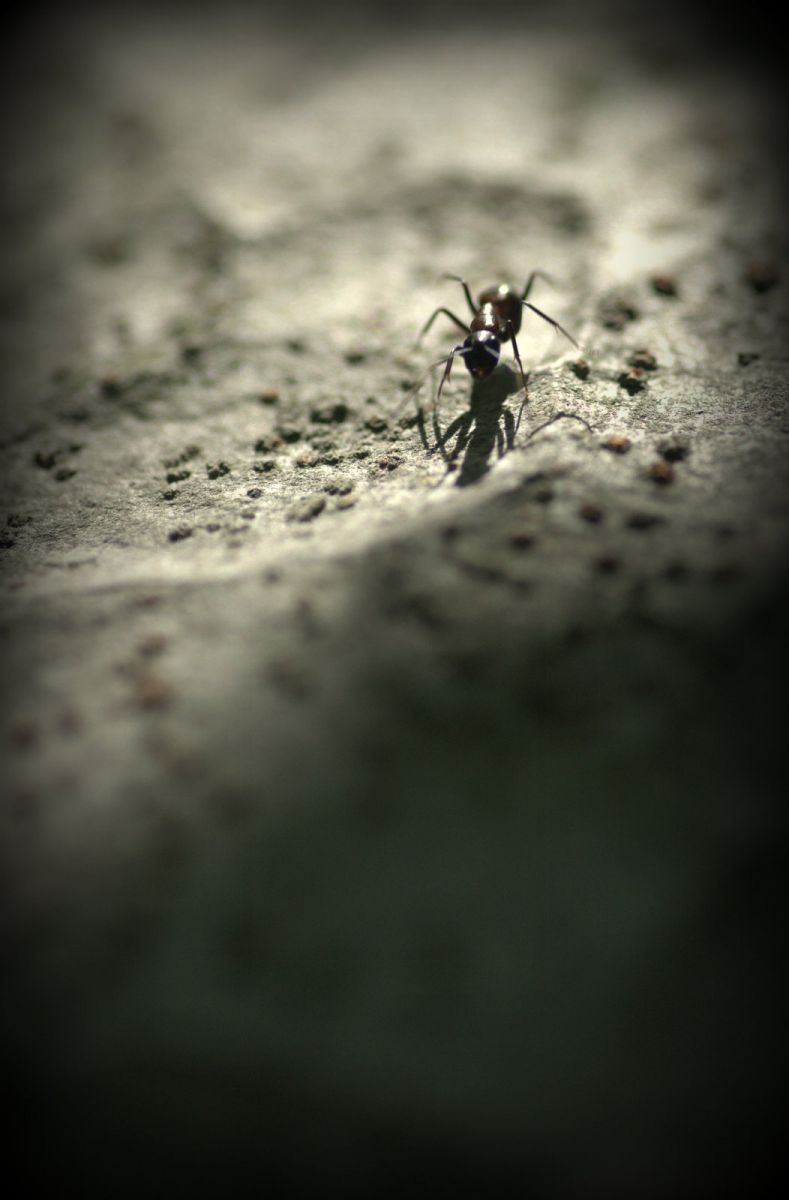 彷徨う・2013 | GANREF