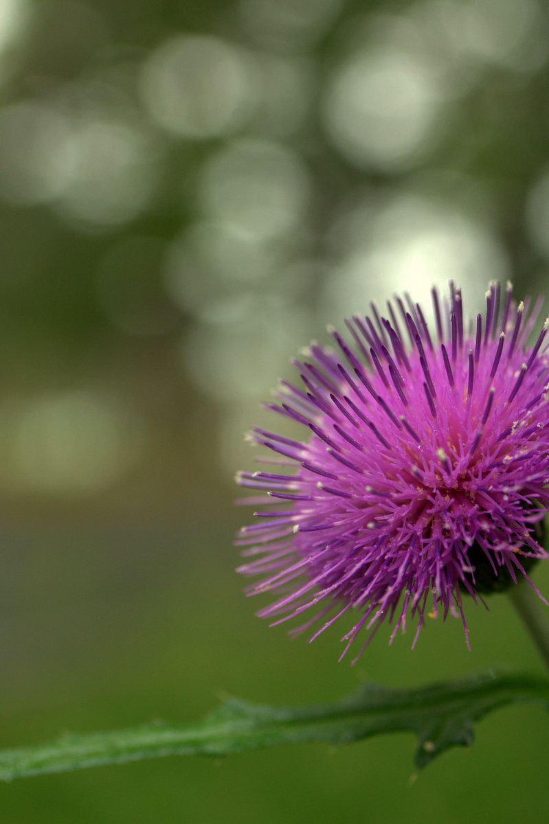 美しい花には棘がある | GANREF