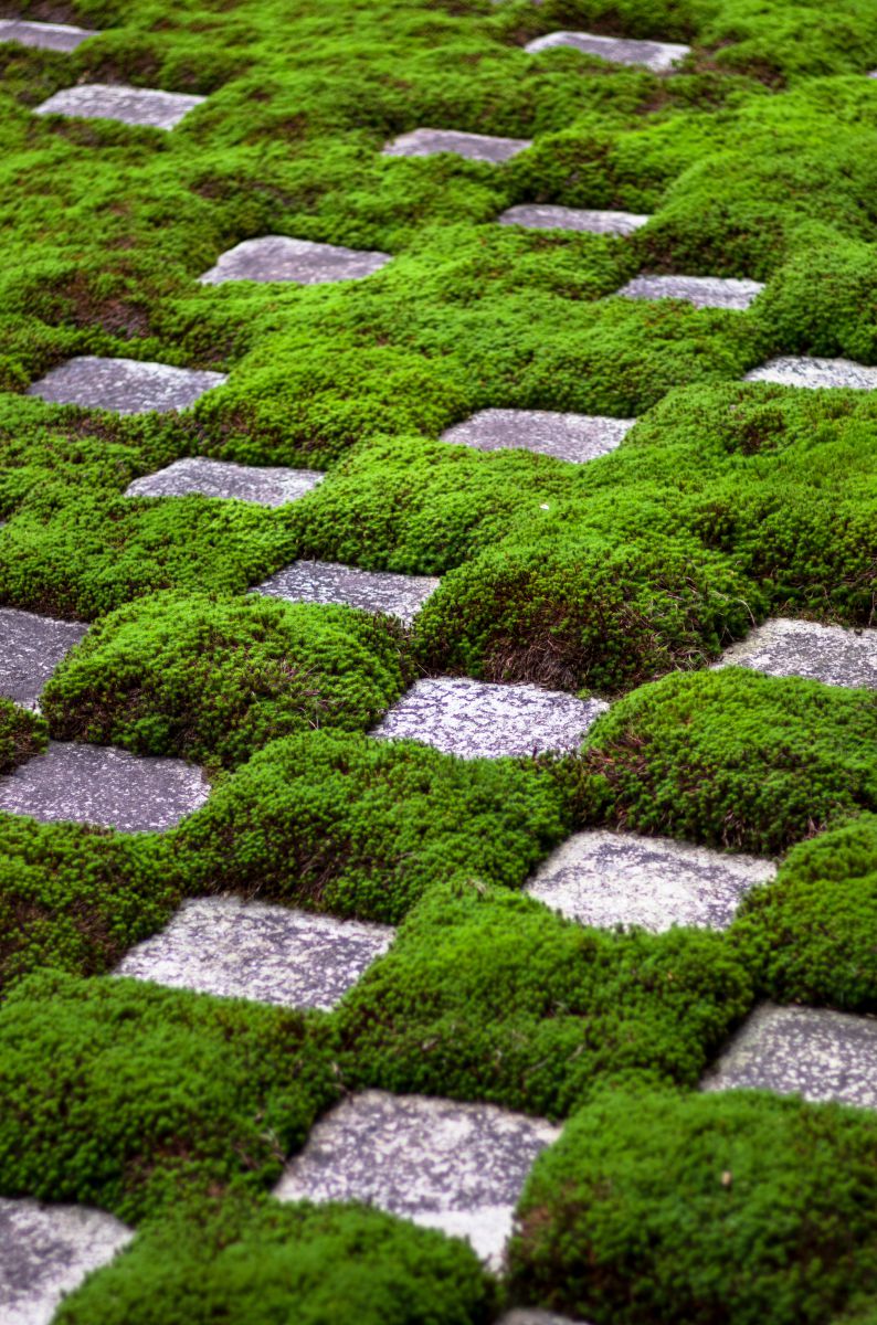 Green Checker | GANREF