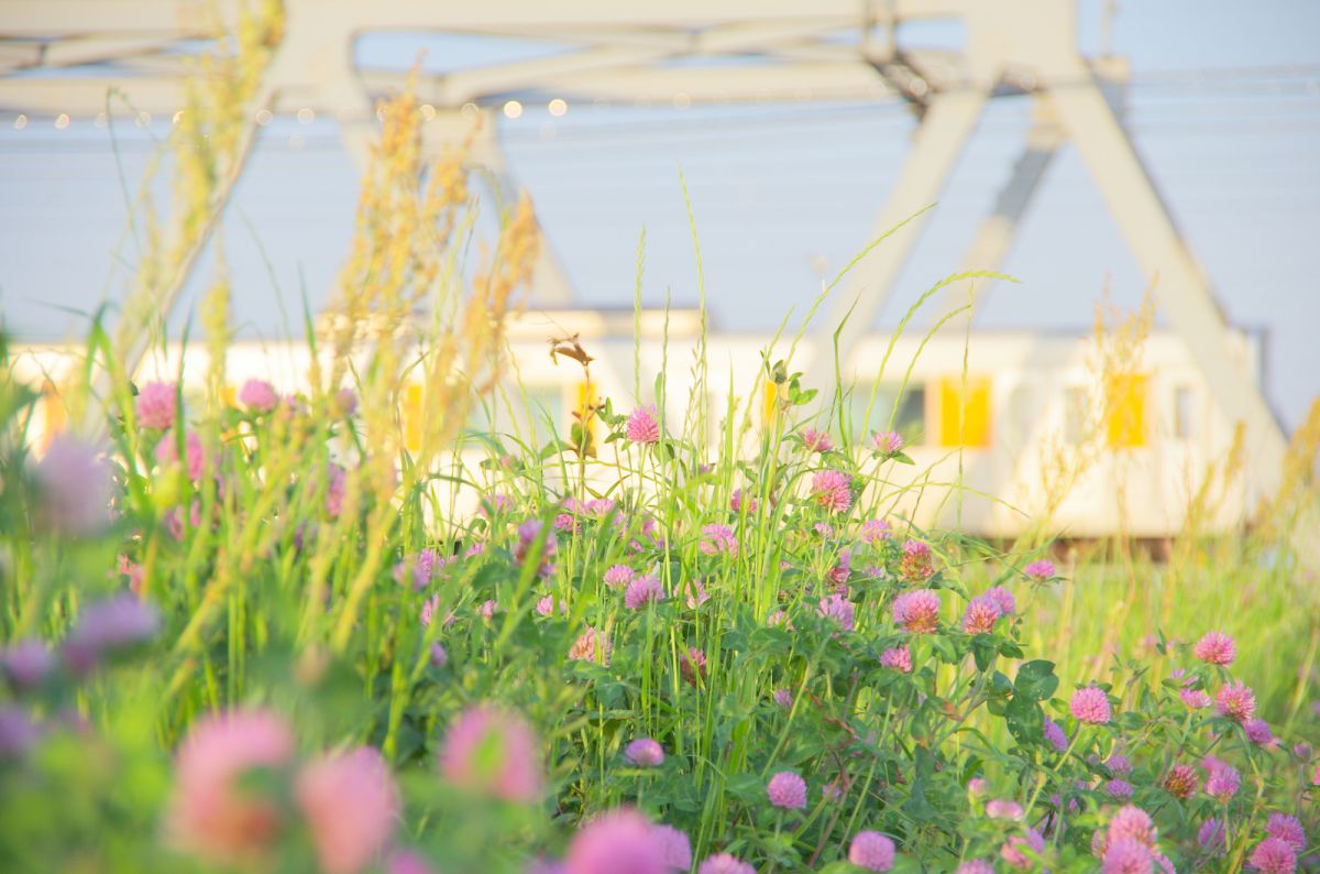 あかつめくさ・・・ | GANREF