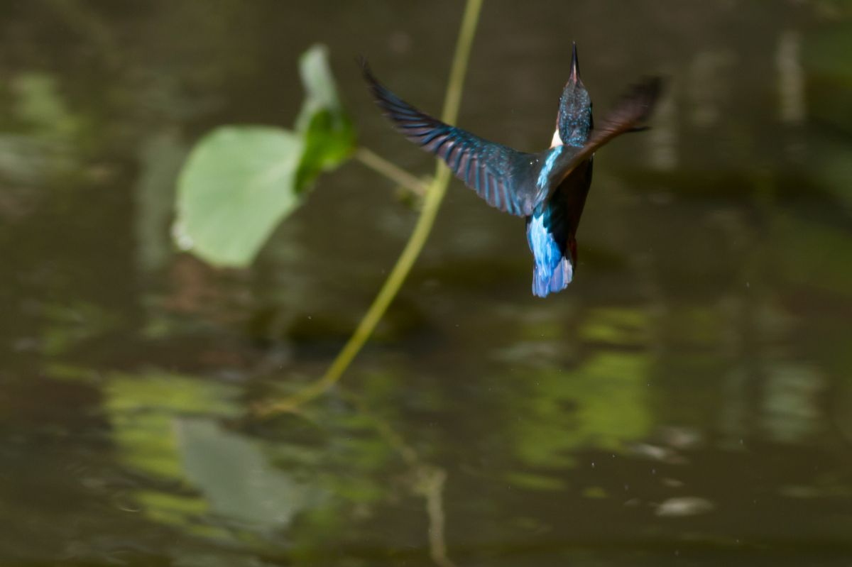 カワセミブルー | GANREF