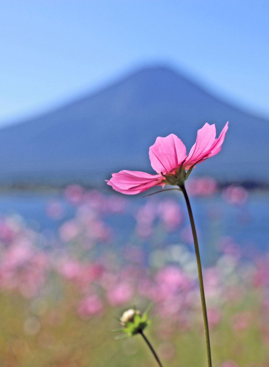 いつも見ているよ | GANREF