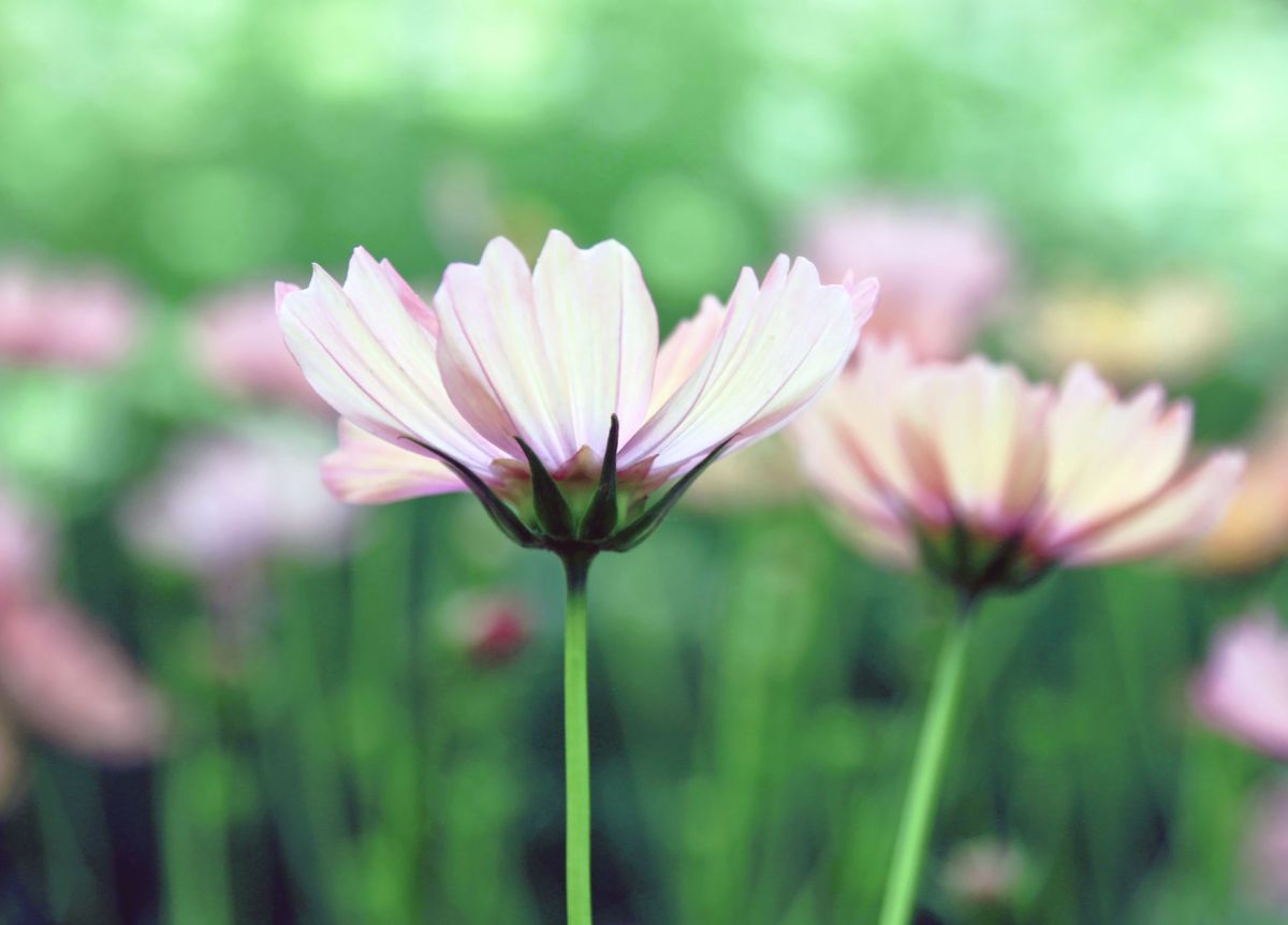 優しさと切なさと･･･ | GANREF