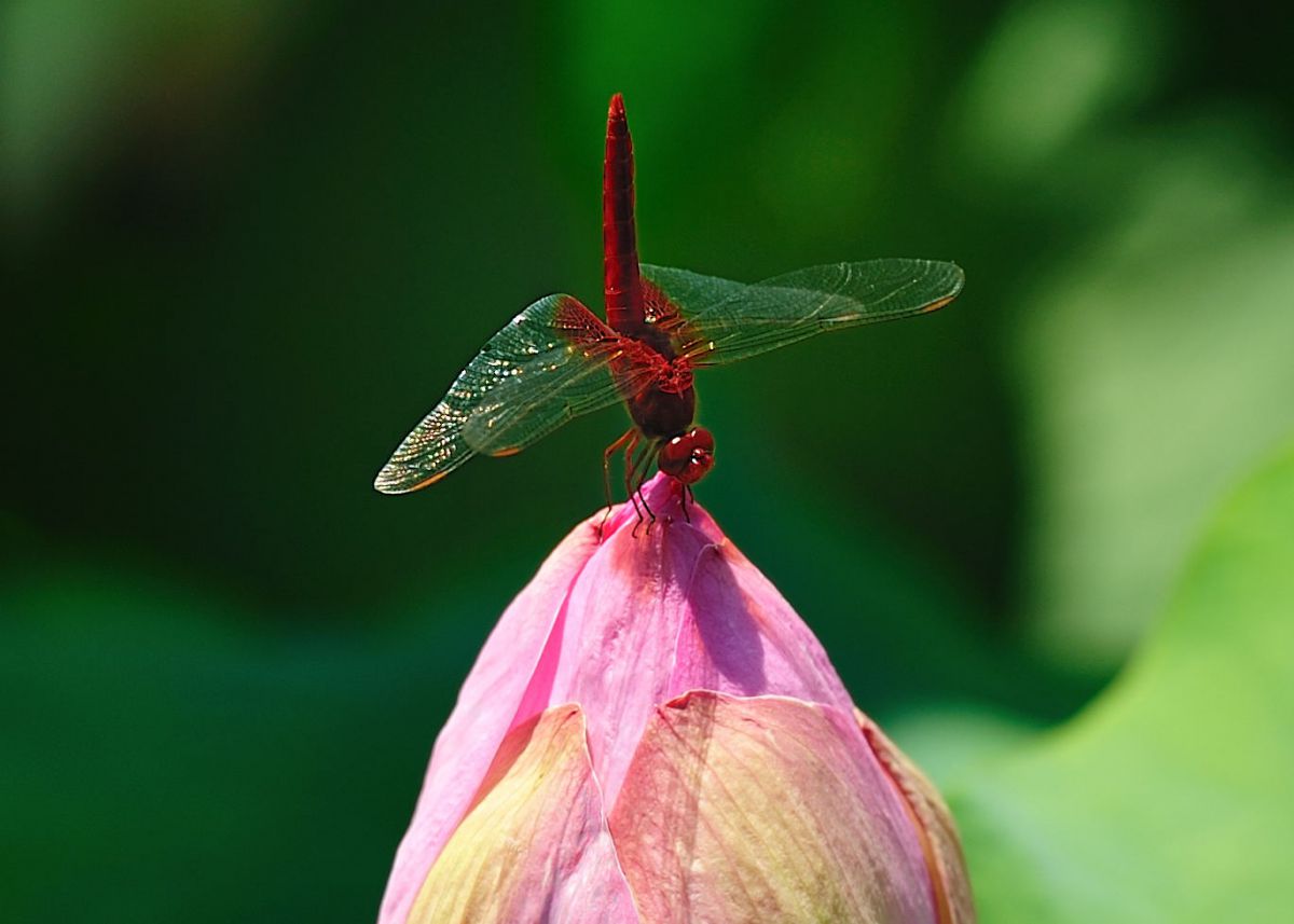 もうそんな季節なの？！ | GANREF