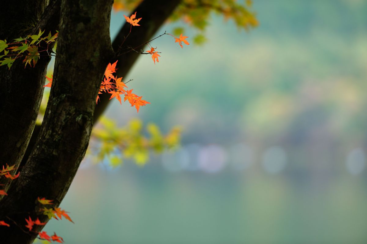 カラフルな秋 | GANREF