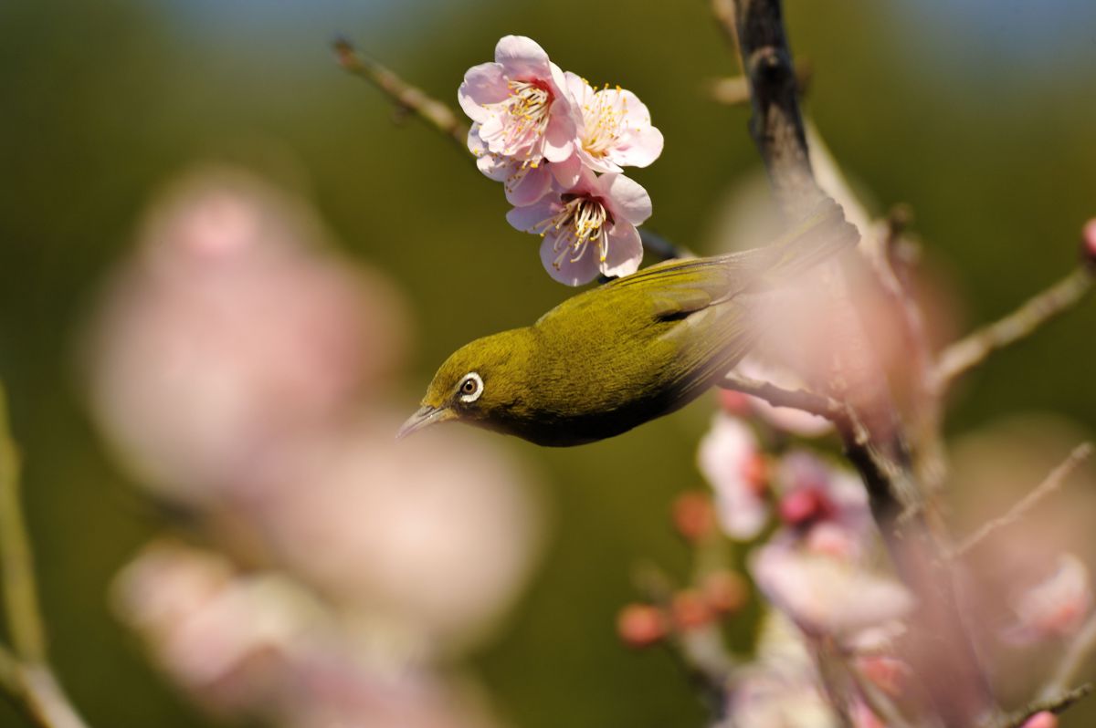 2011ウメジロー | GANREF