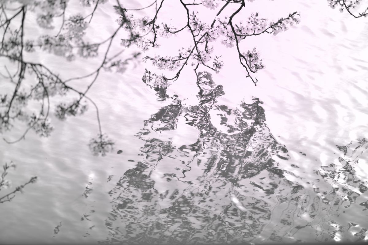 Sakura Drops | GANREF