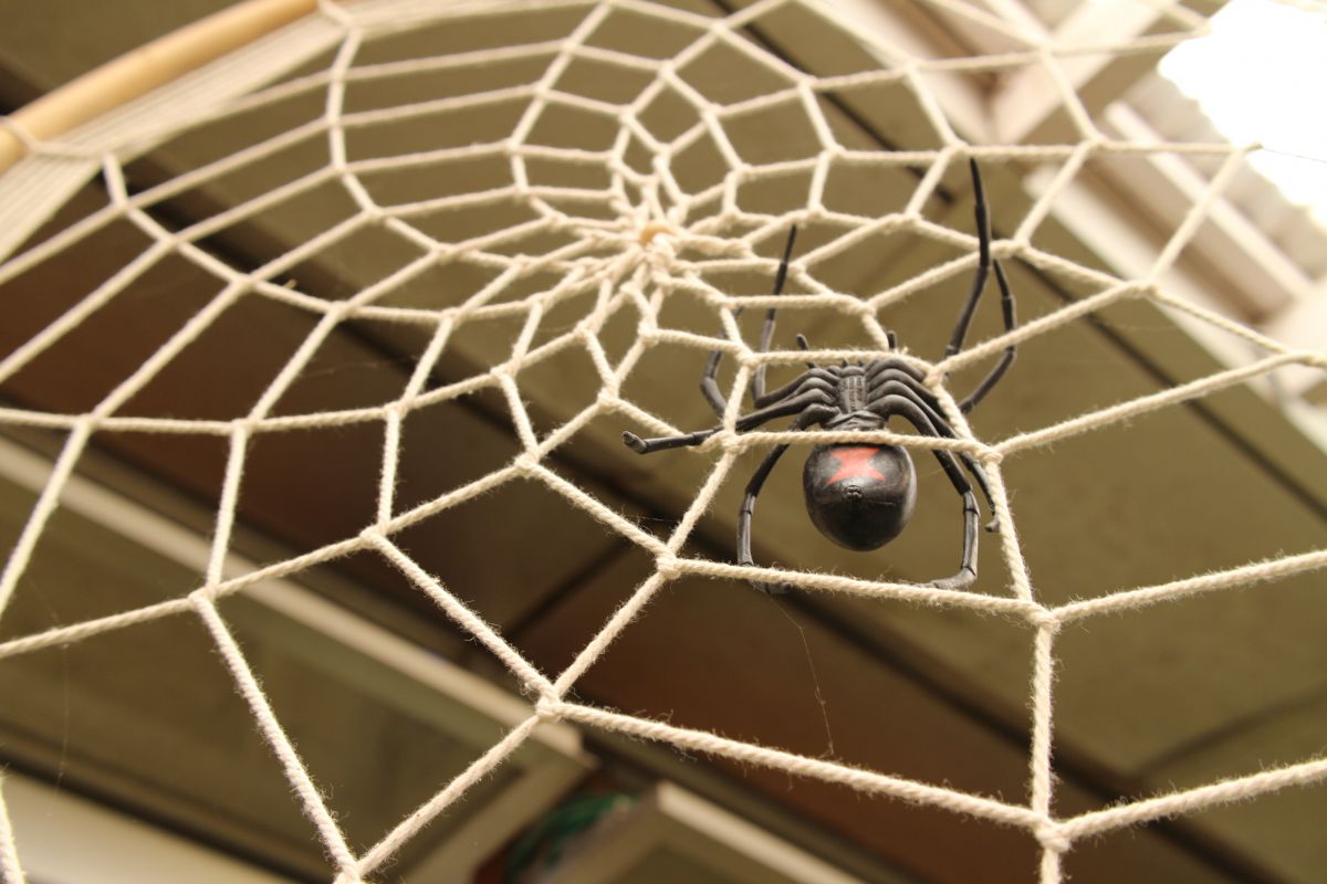 Spider's Thread | GANREF